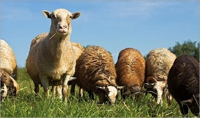 8 Hewan yang Dapat Meramal Cuaca